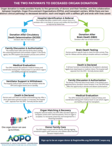 Understanding the Organ Donation Process: Donation After Brain Death ...